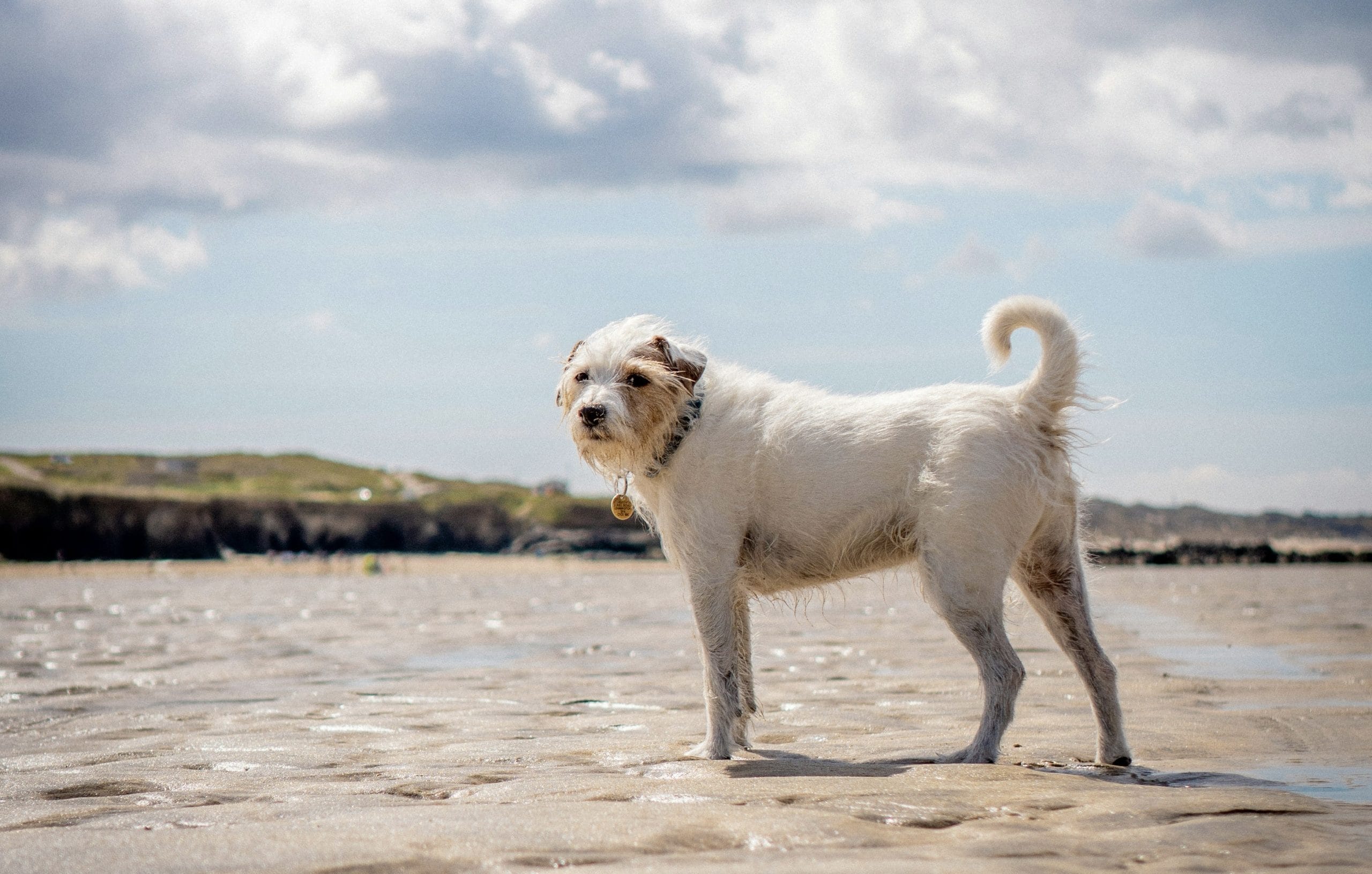 Best Dog-Friendly Beaches in Pembrokeshire (and Where to Stay) | Beach ...