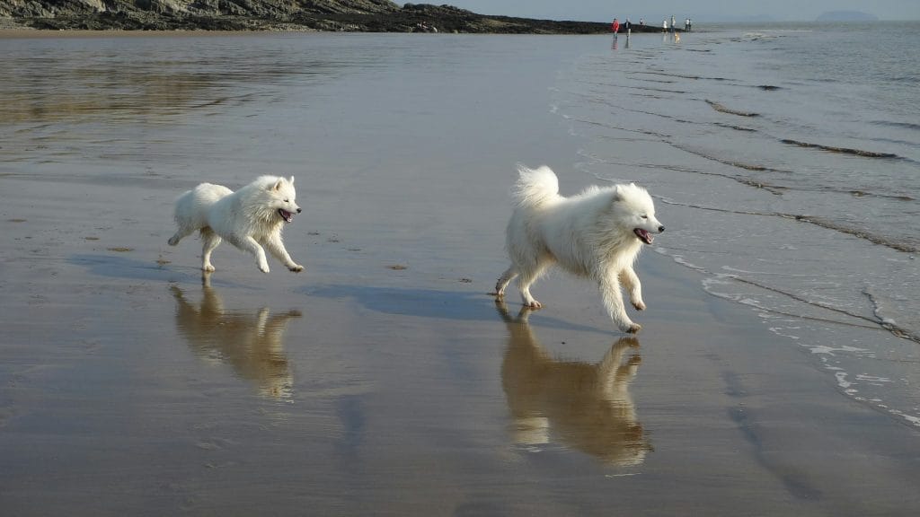 A Guide to Dog-Friendly Beaches in Scotland (And Nearby Stays) | Beach ...