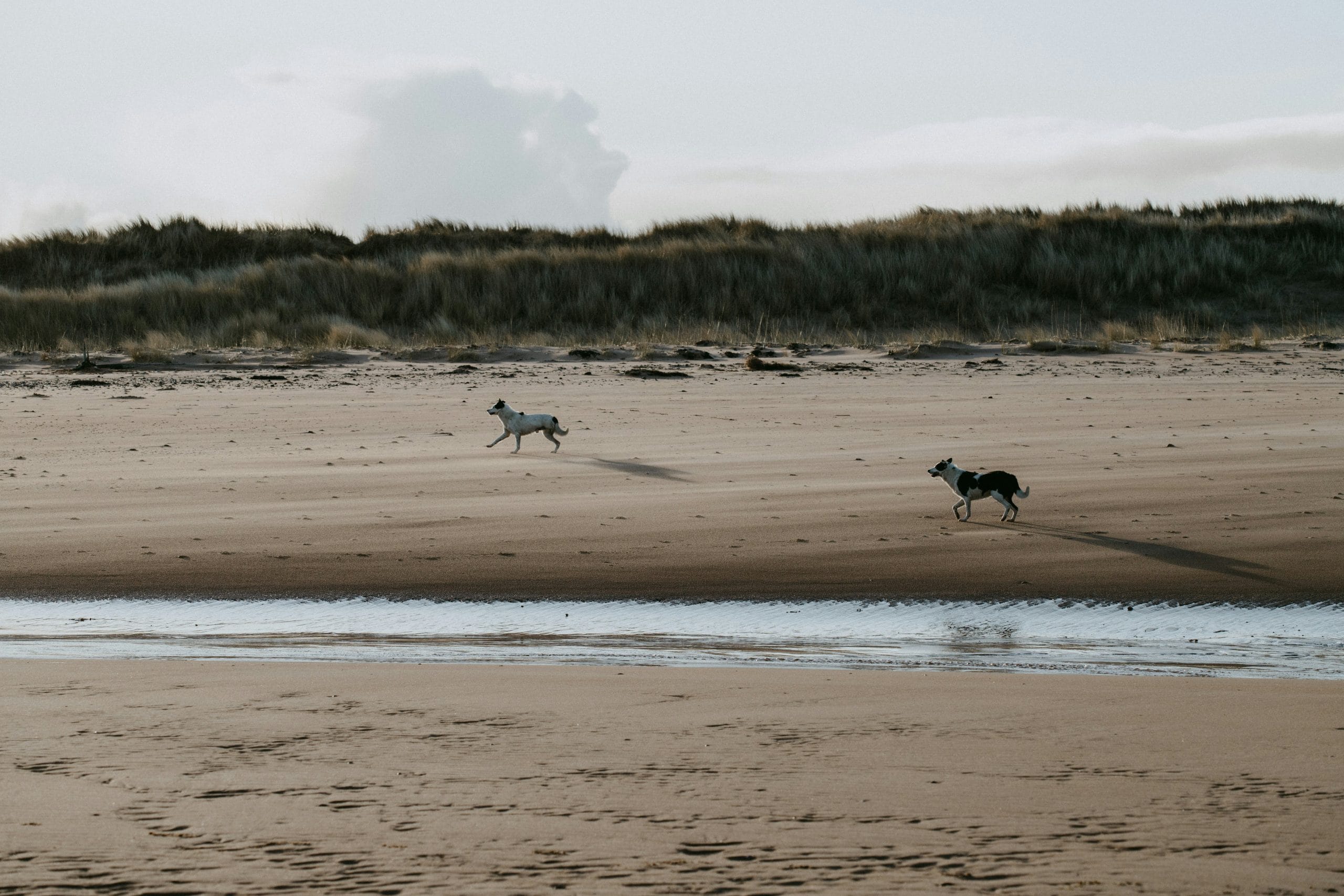 A Guide to Dog-Friendly Beaches in Scotland (And Nearby Stays) | Beach ...