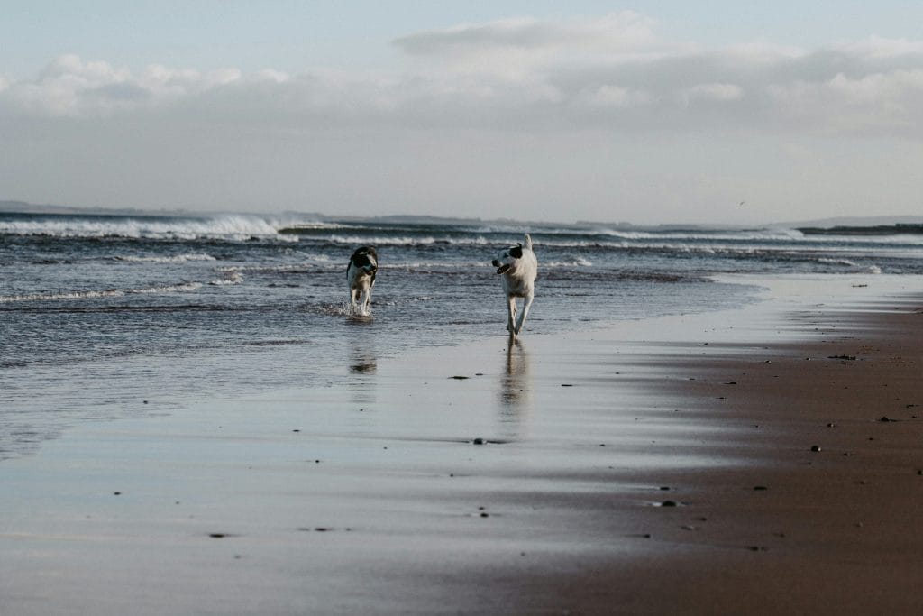 A Guide to Dog-Friendly Beaches in Scotland (And Nearby Stays) | Beach ...