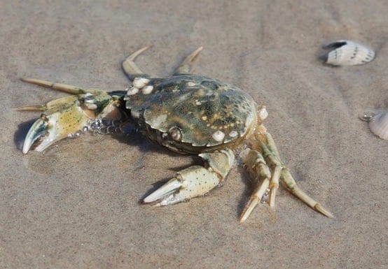 Summer Fun by the Sea: Coastal Activities for Kids | Beach Stays