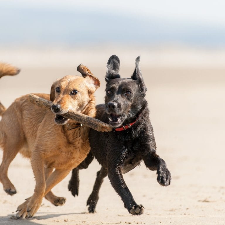 Dog Friendly Cottages in Ashton by the Sea