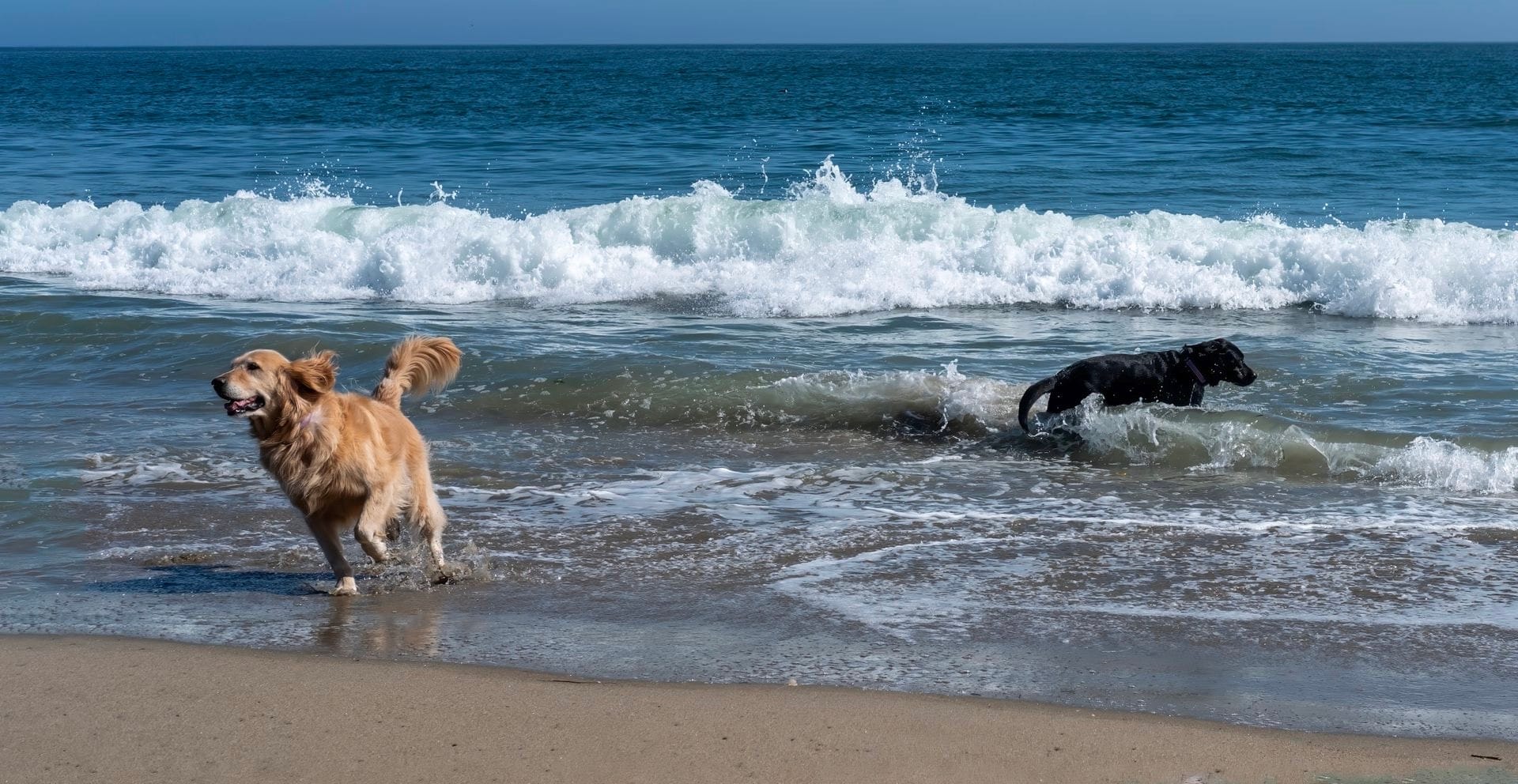 Best Dog Friendly Beaches in Cornwall | Beach Stays
